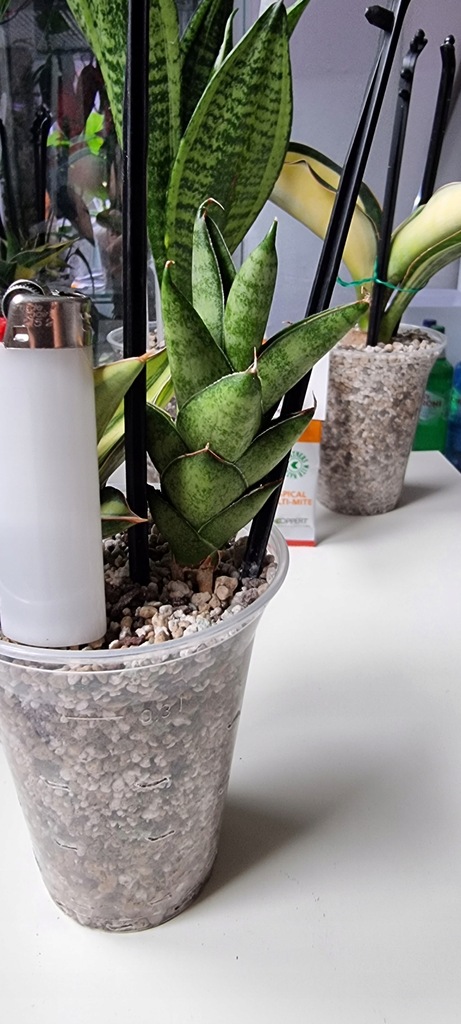 Sansewieria Sansevieria Hybrid dwarf pagoda - 13106062613 - oficjalne archiwum Allegro