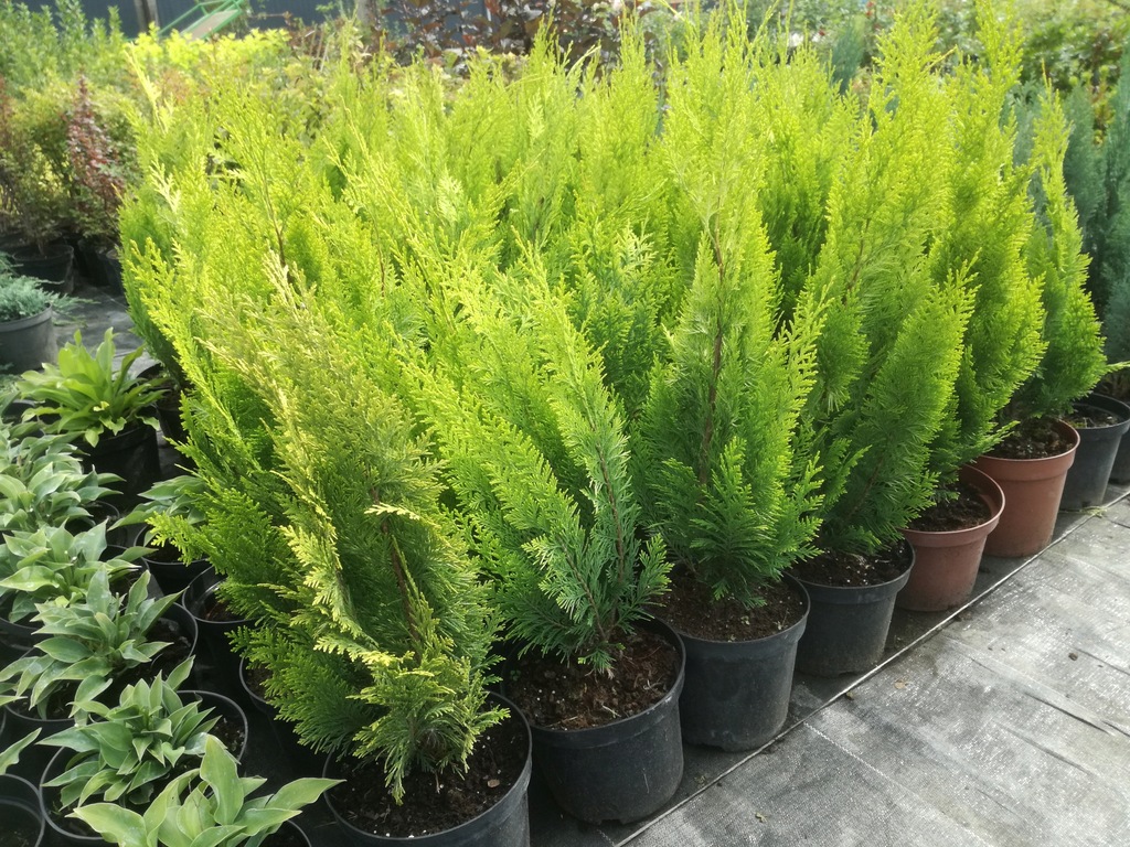 Cyprys 'Żółty' 1365c - 7845426758 - oficjalne archiwum Allegro