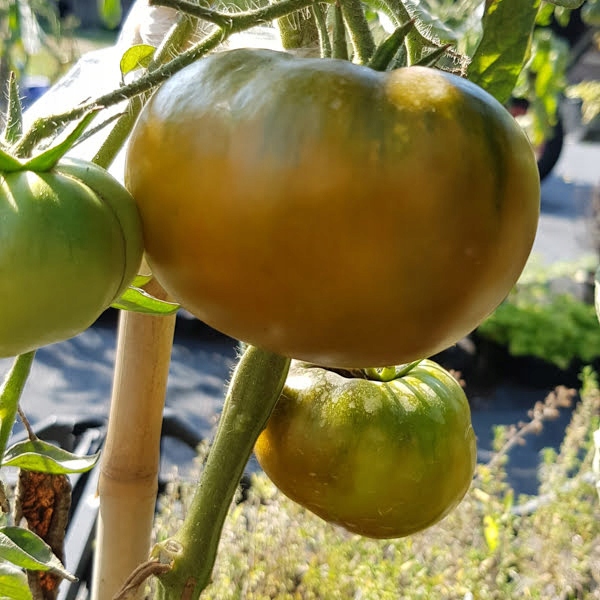 Pomidor Emerald Apple sadzonka w doniczce - 11667981956 - oficjalne ...