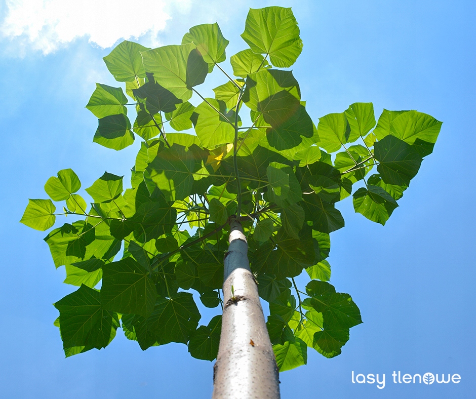 Drzewa tlenowe Oxytree - 13706875495 - oficjalne archiwum Allegro