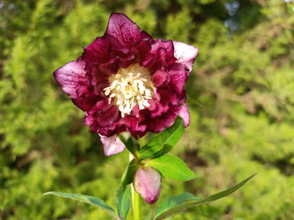 Ciemiernik Helleborus Double Ellen FLASH kwitnąca sadzonka ...