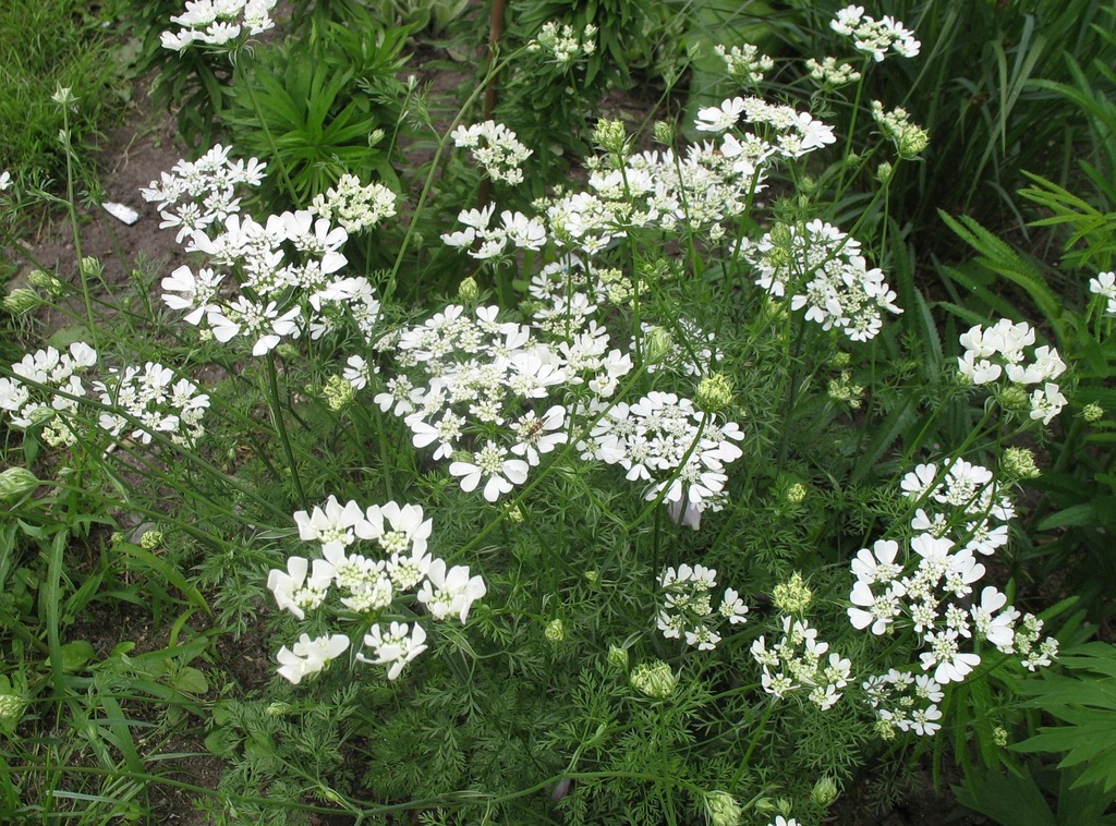 Orlaja wielkokwiatowa - Orlaya grandiflora - 12686413530 - oficjalne ...