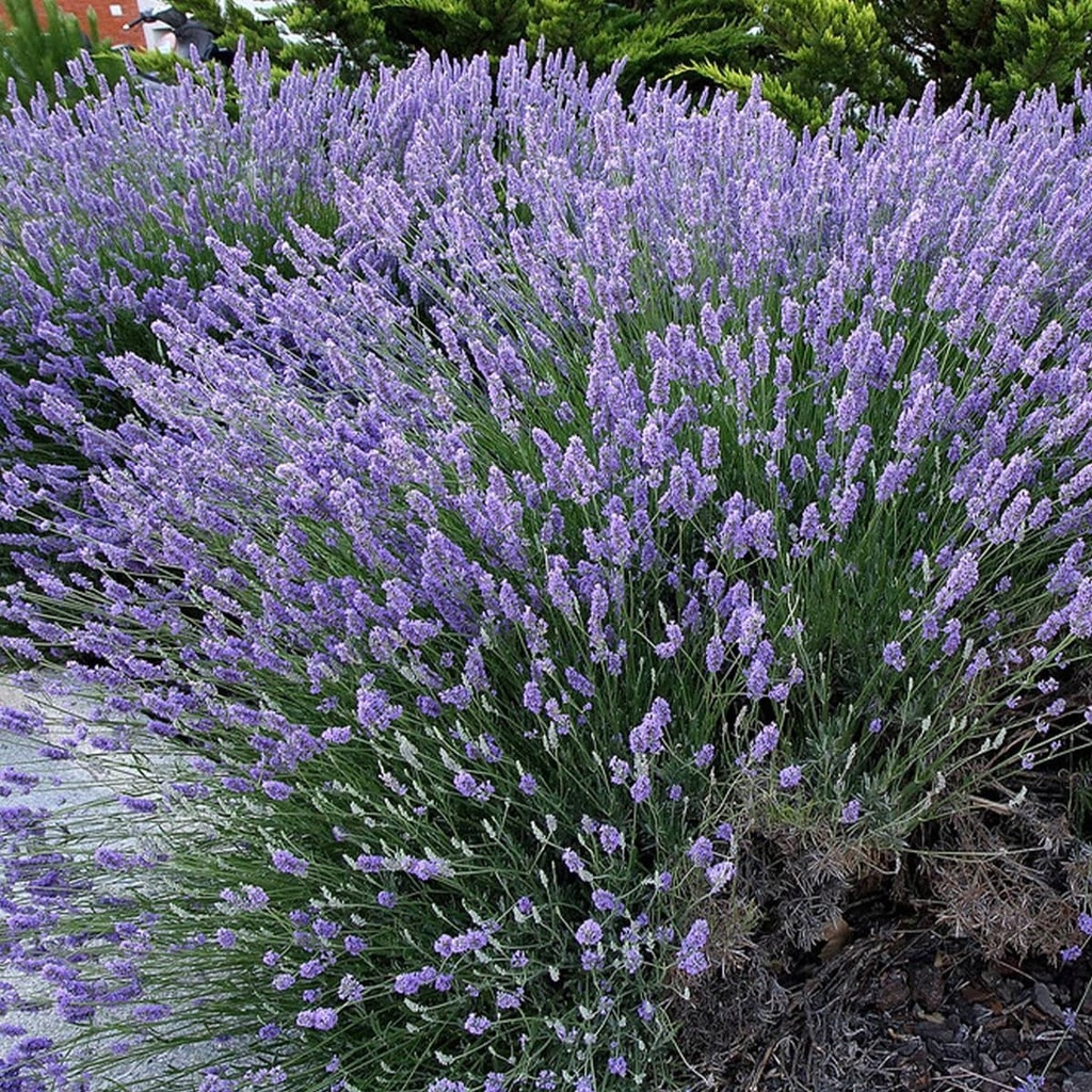 Lawenda wąskolistna lekarska Munstead sadzonka - 12492260311 ...