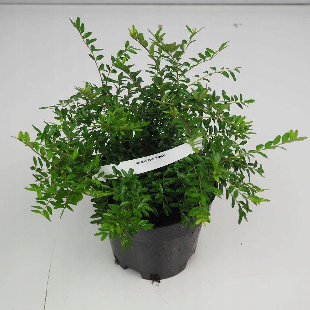 Suchodrzew Chiński- Sadzonka 2 letnia - 12563238193 - oficjalne ...
