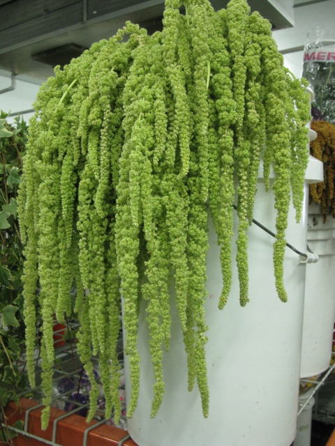 SZARŁAT ZIELONY BOB MARLEY Amaranthus caudatus HIT - 11546325511 ...
