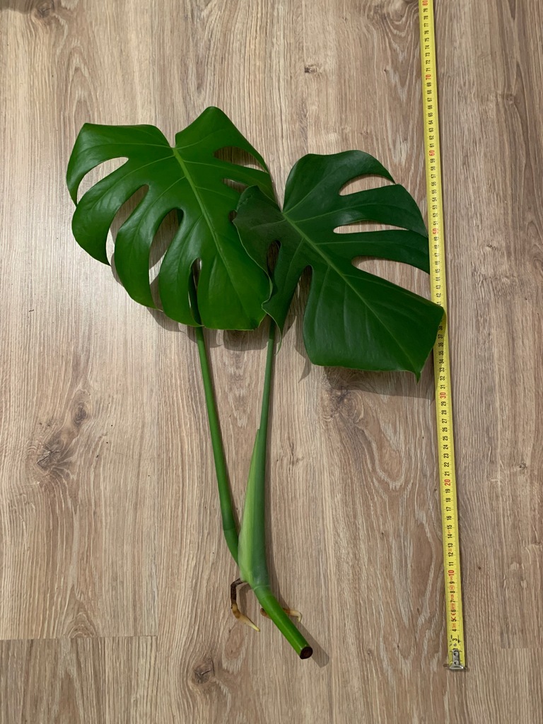 Monstera Deliciosa (BIG FORM)! ZOBACZ MATECZNIK !! - 13512637945 ...