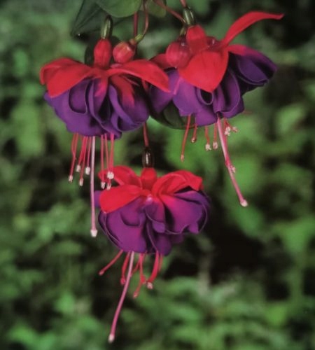 FUKSJA, FUCHSIA sadzonka DARK EYES WISZĄCA, ZWISAJĄCA - 15204054365 ...