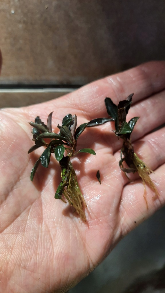 Bucephalandra RED MINI - NOWOŚĆ RARYTAS!!! - 13471639367 - oficjalne ...