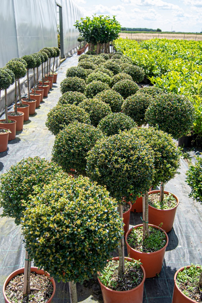 ostrokrzew kula XXL na nóżce 80cm - 14066409310 - oficjalne archiwum Allegro