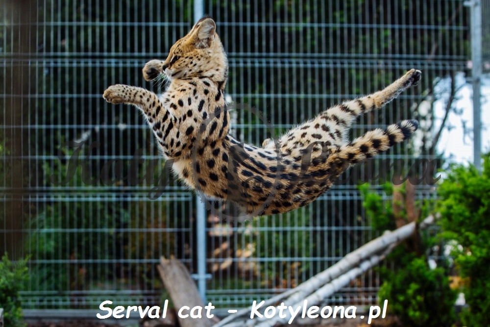 Egzotyczny Serwal Afrykański Serval kotyleona.pl - 7953213430 ...