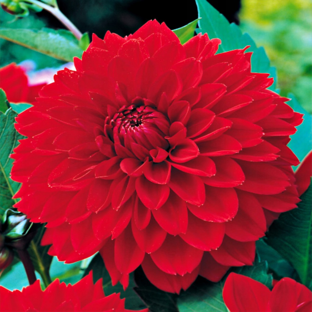 Dalia Czerwona 1 szt. Dalie Sadzonki Bulwy Kwiaty - 13088587761 ...