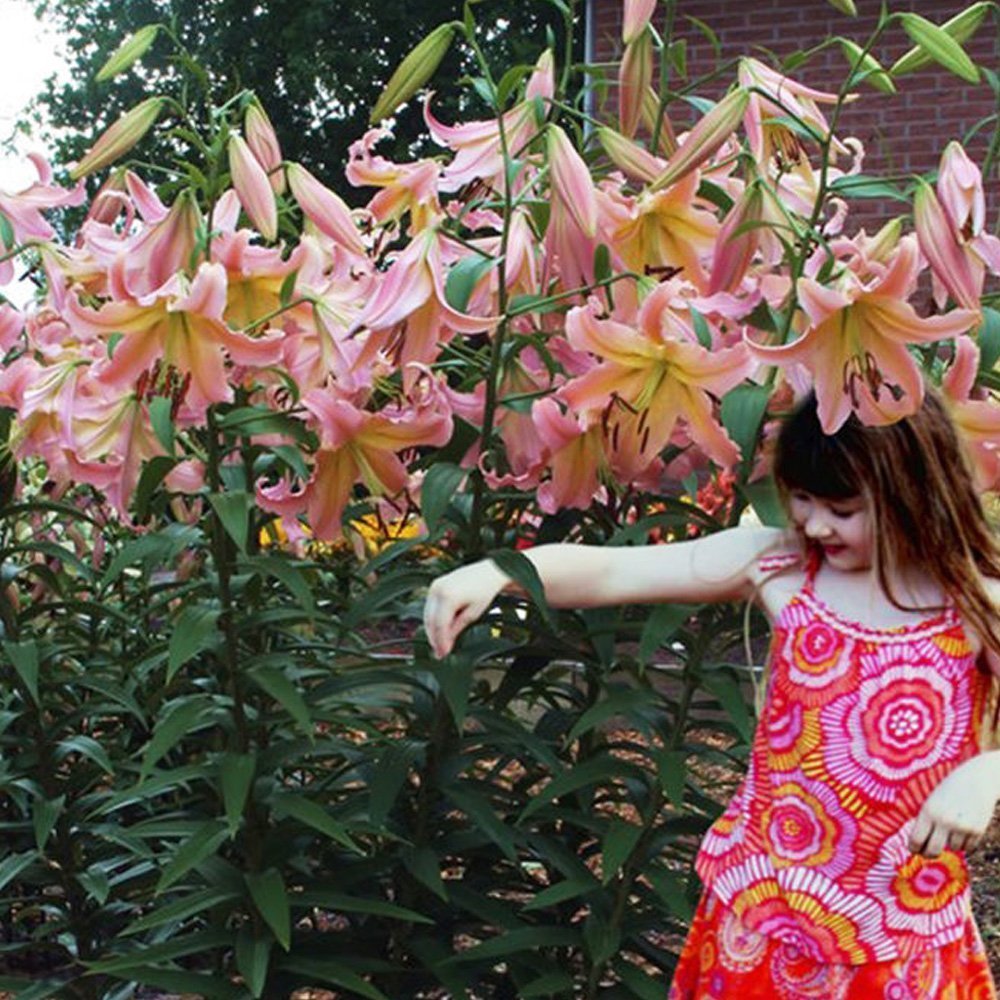 Lilium Lilia drzewiasta Elusive 1szt Gratis FLORIO - 9580532758 ...