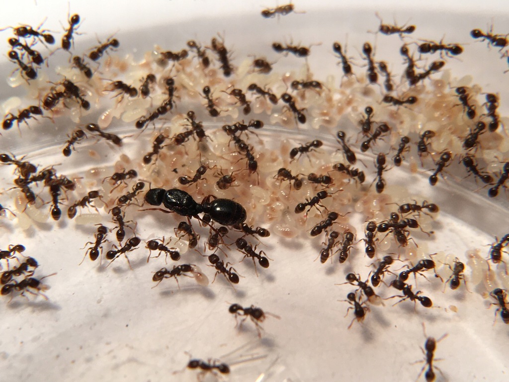 Mrówki Tetramorium sp. /caespitum 2023 duża kolonia min 600 robo ...