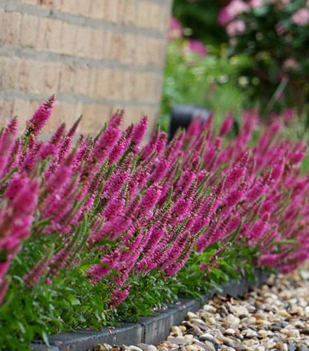 Przetacznik kłosowy długolistny Veronica First Love duża sadzonka 1l ...