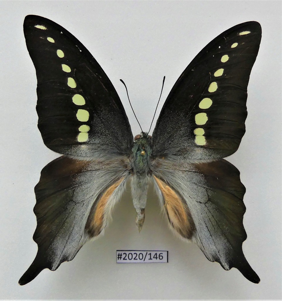 Motyl Graphium cordus samiec. - 12778919674 - oficjalne archiwum Allegro