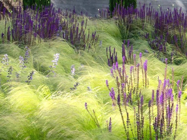 Trawa koński ogon stipa, ostnica pony tails P9 - 11841763219 ...