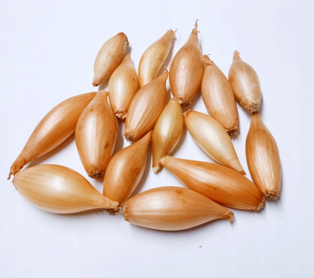 Cebula dymka Sopelek Cukrowa żółta 10 kg Podłużna - 13206643481 ...