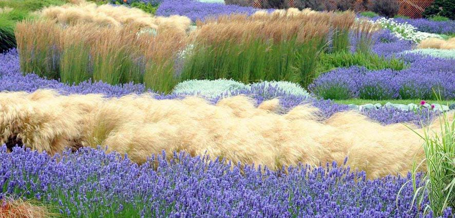 STIPA PONY TAILS najpiękniejsza trawa - 7411745441 - oficjalne archiwum ...