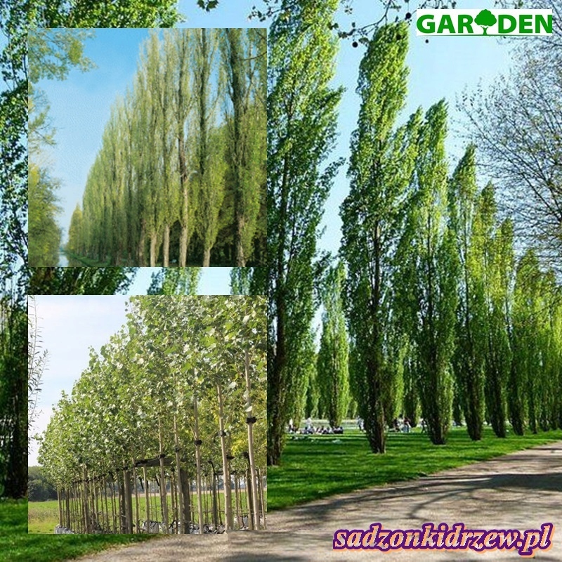Topola czarna sadzonki 160 cm szybko rośnie!10sztu - 8473169941 ...
