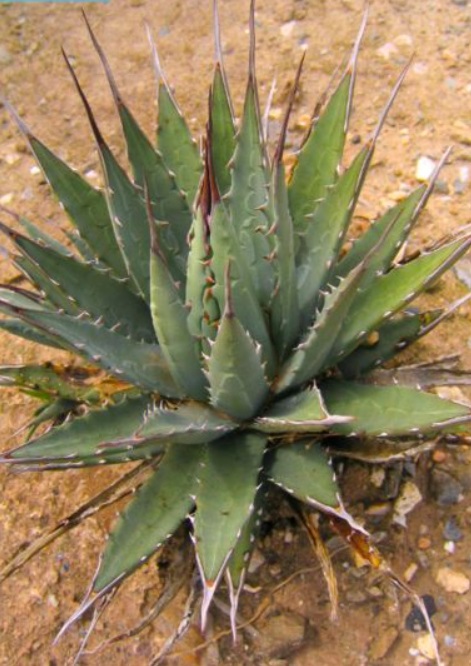 AGAWA z Utah (Agave Utahensis) - 3 NASIONA Agawy mrozoodpornej ...