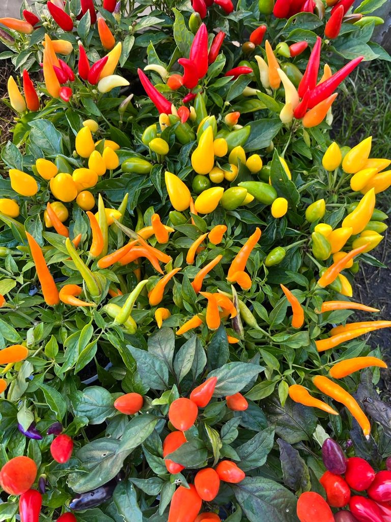 Papryczka mini w doniczce ostra! 6 sztuk! - 14525132281 - oficjalne ...