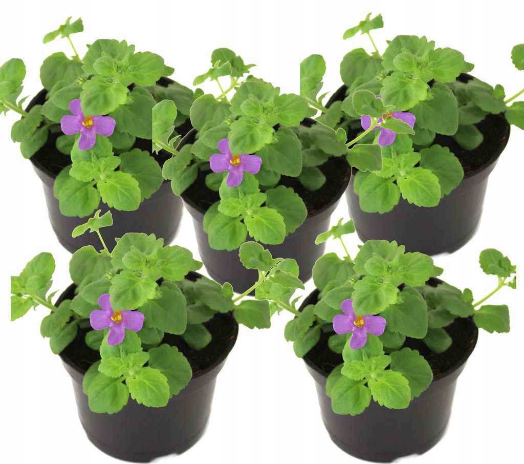 SUTERA DIFFUSUS bakopa ZESTAW 5 DUŻYCH ROŚLIN - 10555354740 - oficjalne ...