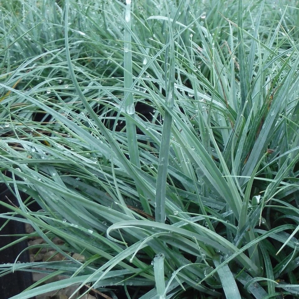 Turzyca sina 'Blue Zinger' niebieska trawa! - 11123049908 - oficjalne ...