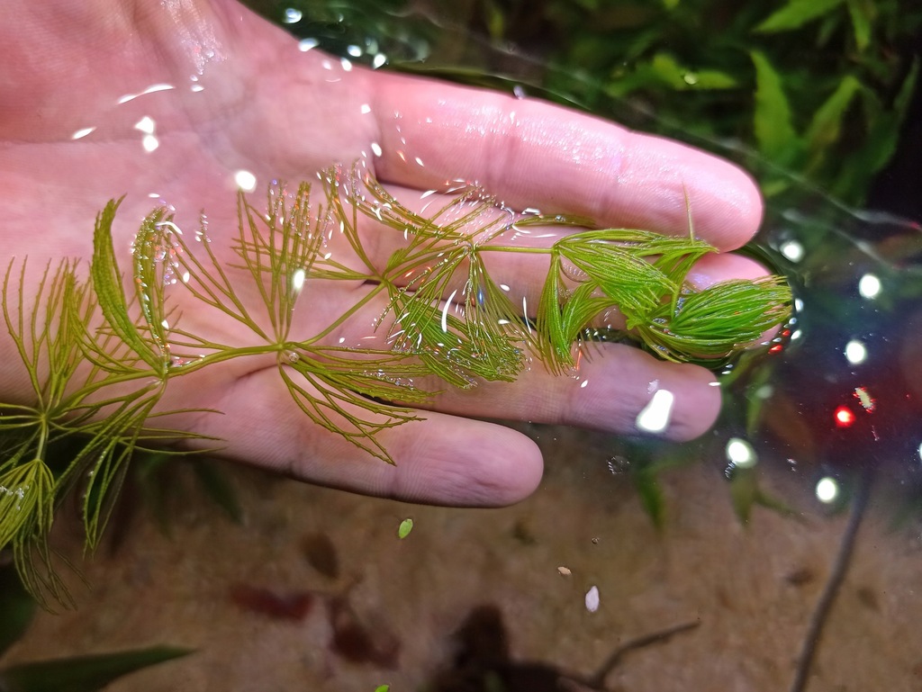 ROGATEK SZTYWNY - roślina do akwarium - 13181055552 - oficjalne ...