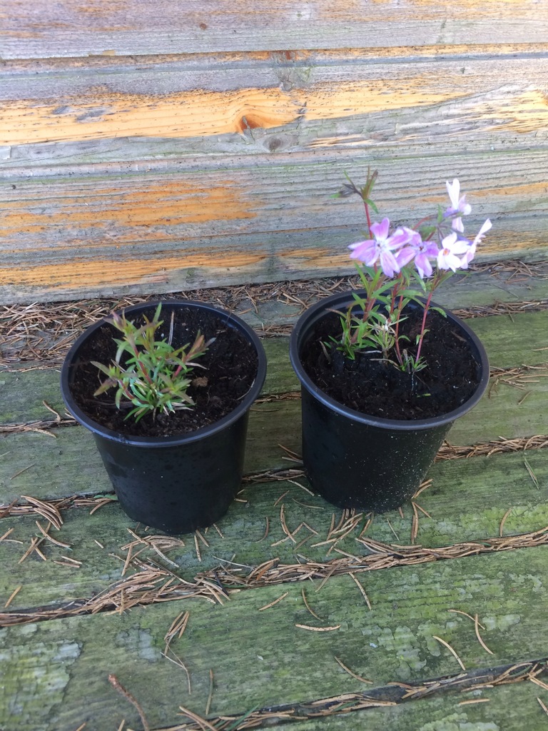 floks szydlasty - sadzonka w pojemniku P9 - 11975973241 - oficjalne ...