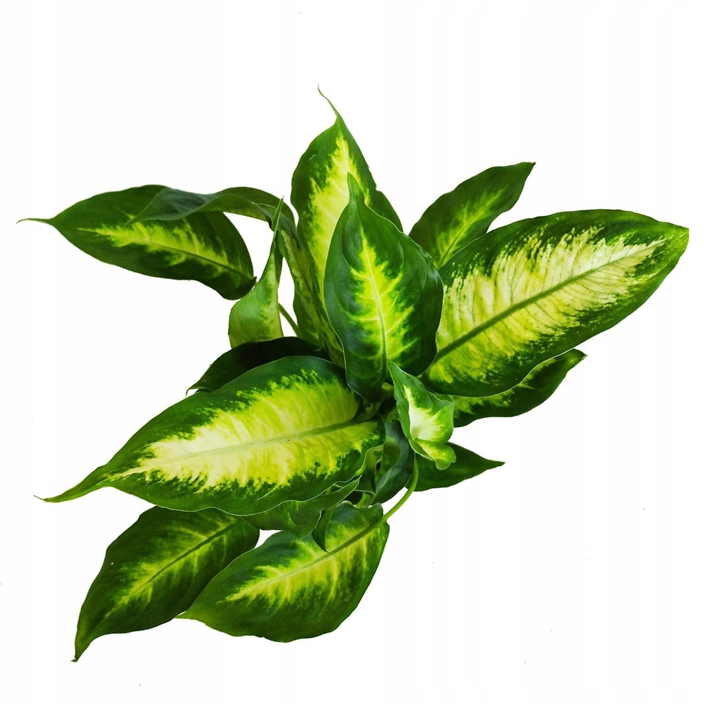 Difenbachia Dieffenbachia Efektowne Pstre liście - 13049244196 ...