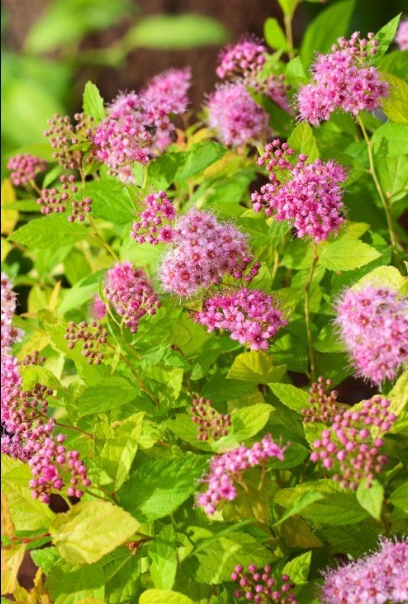 Tawuła Japońska MROZOODPORNA Golden Princess Różowa Duża Sadzonka 1.2L - 15259778323 - oficjalne ...