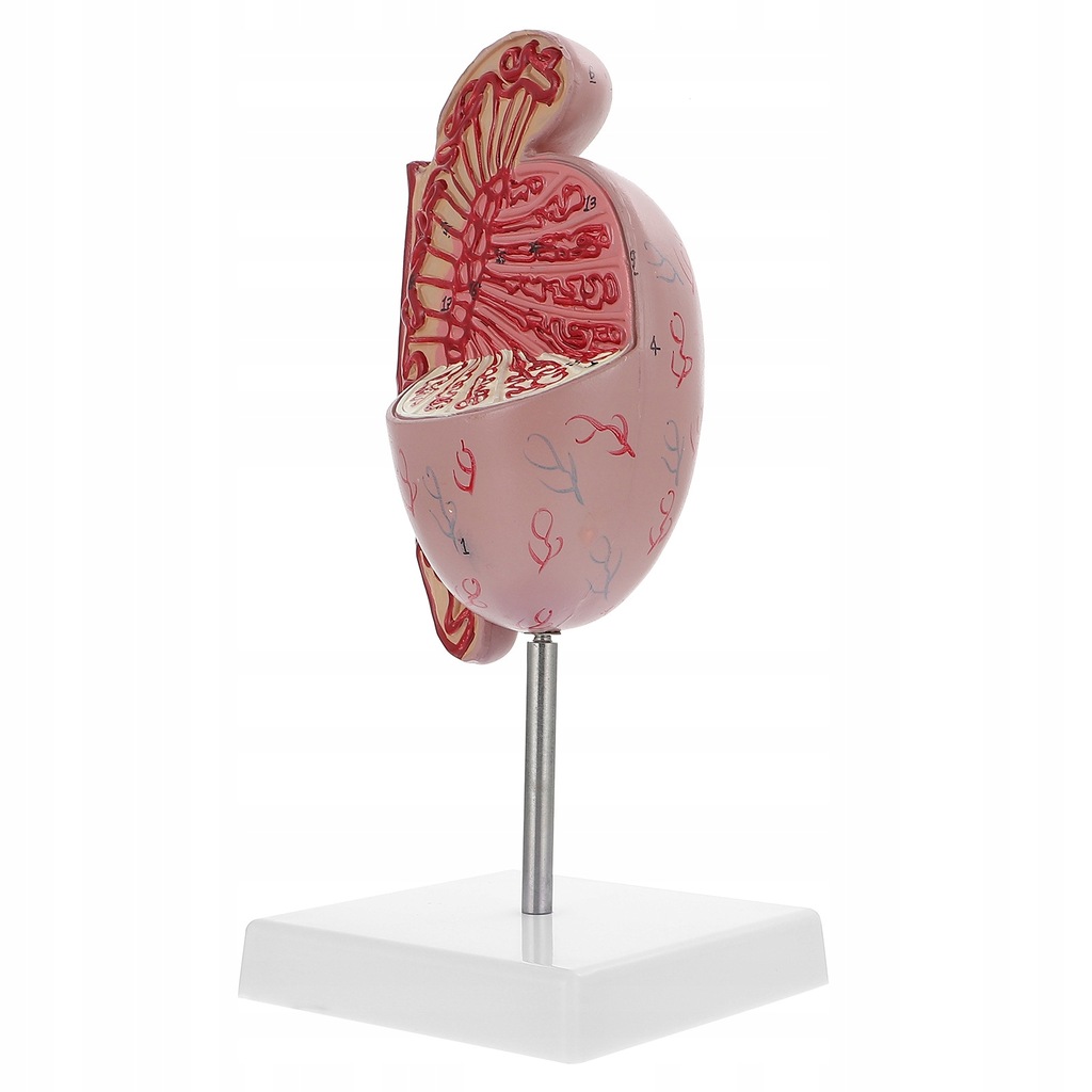 Anatomy Testis Organs Model Study nauczaj - 12195687632 - oficjalne ...