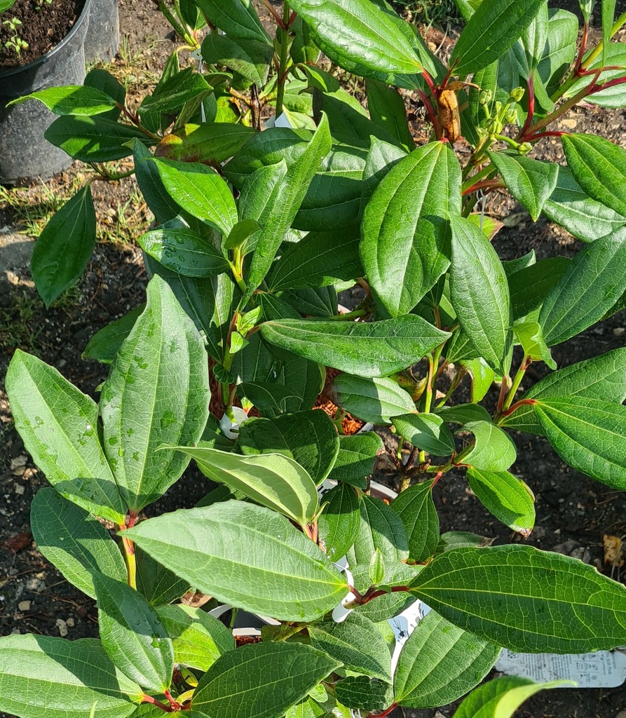 Kalina Dawida Viburnum davidii unikat! - 14353282667 - oficjalne ... Kalina Dawida Viburnum davidii unikat! - 14353282667 - oficjalne ...