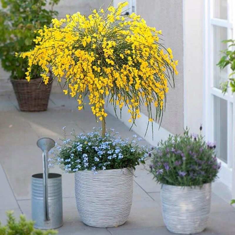 Żarnowiec GOLDEN SUNLIGHT żółte kwiaty NA PNIU - 13497476678 ...