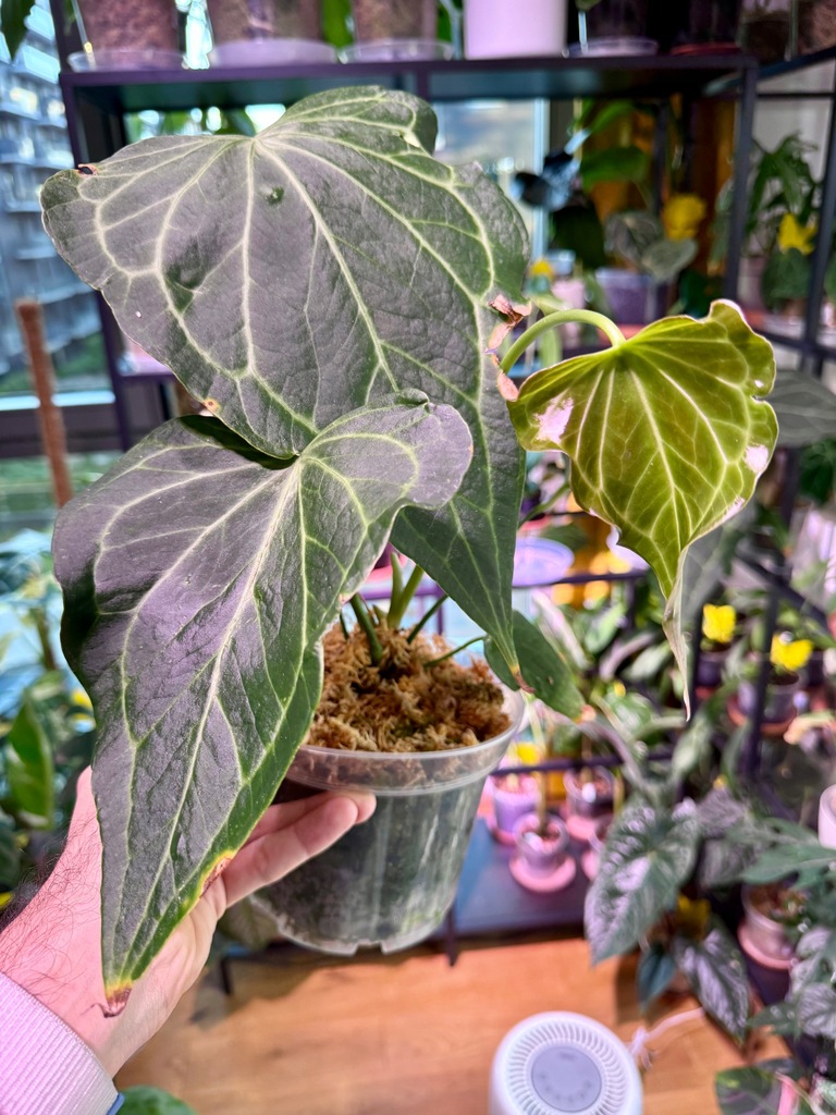 Anthurium Delta Force|A.Clarinervium x A.Pedatoradiatum|Mech Besgrow ...