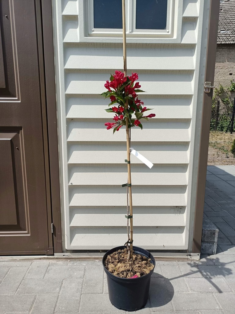 Krzewuszka RED PRINCE forma pienna na pniu CZERWON - 12717289861 ...