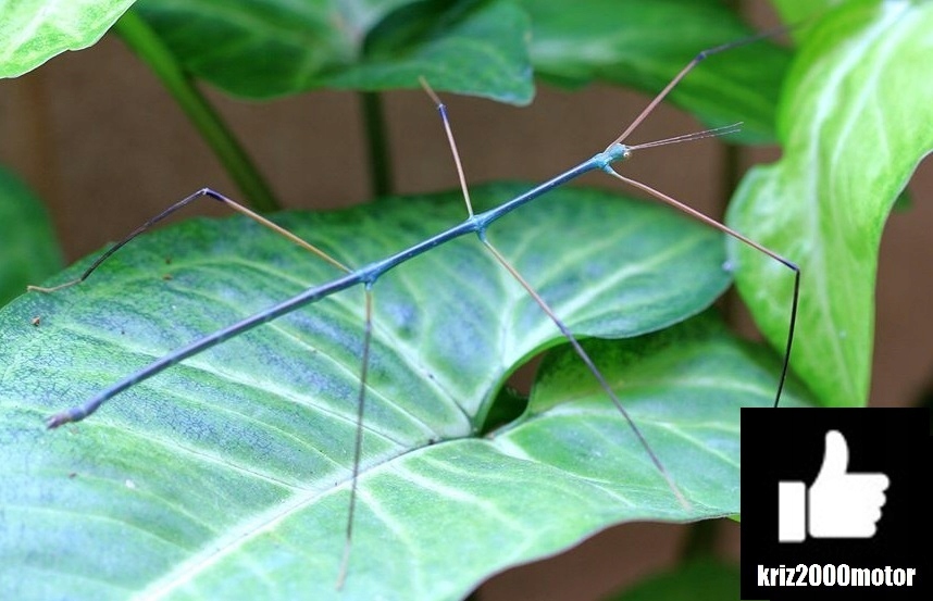 Straszyk Patyczak - Ramulus Nematodes BLUE - 9574717048 - oficjalne ...