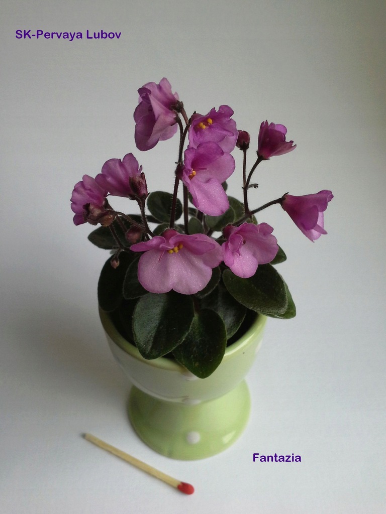 Fiołek afrykański SK-Pervaya Lubov-sadzonka - 12510767683 - oficjalne ...