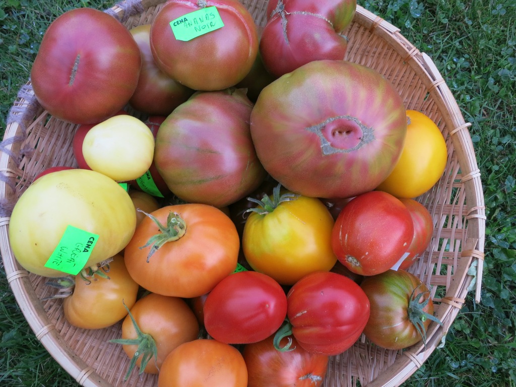 POMIDOR MALINOWY PAPRYKOWY - od mojepomidory - 7107294930 - oficjalne ...