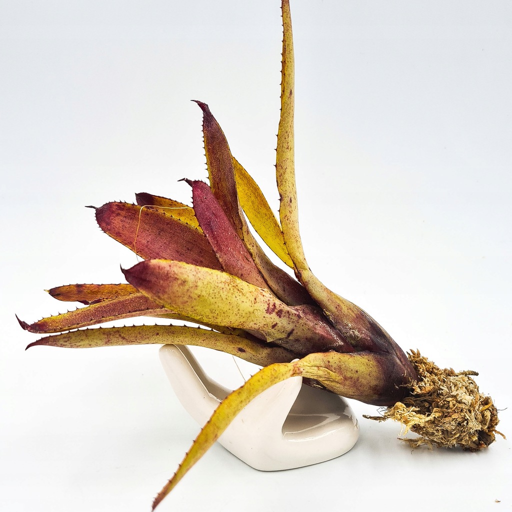 Neoregelia Joao Marcio x Cyanea bromelia - 12100567451 - oficjalne ...