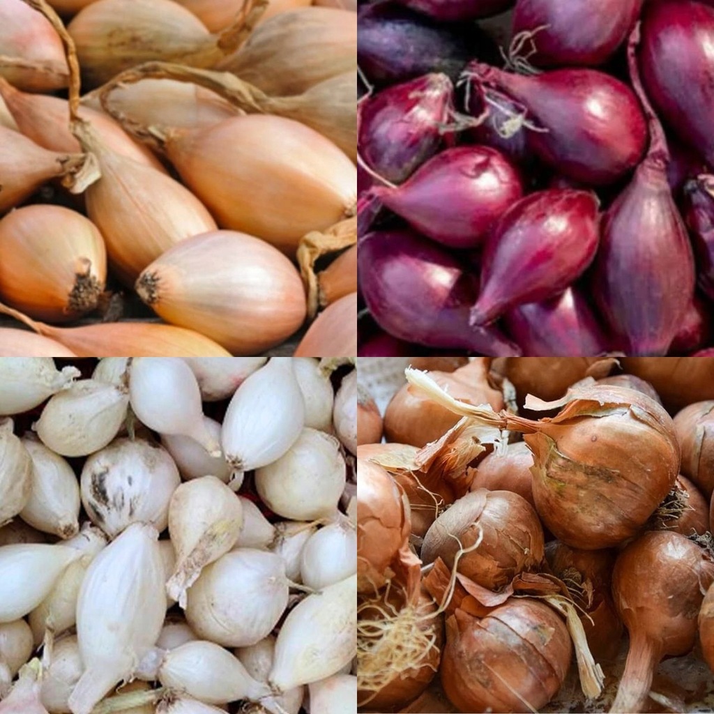 CEBULA DYMKA zestaw czerwona żółta biała złota 1 kg NAJSMACZNIEJSZE ...