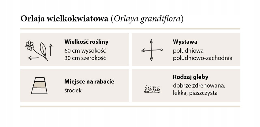 Orlaja wielkokwiatowa Orlaya grandiflora 5 nasion - 11087667711 ...