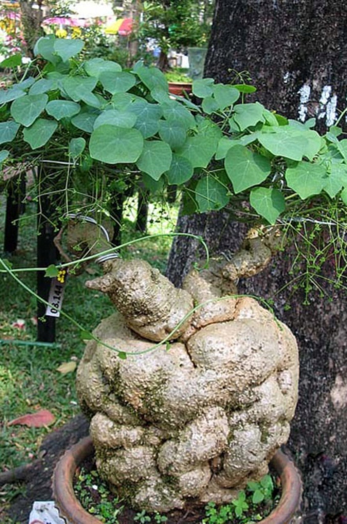 Stephania Rotunda Stefania Okrągłolistna Kaudeks - 11849159030 ...