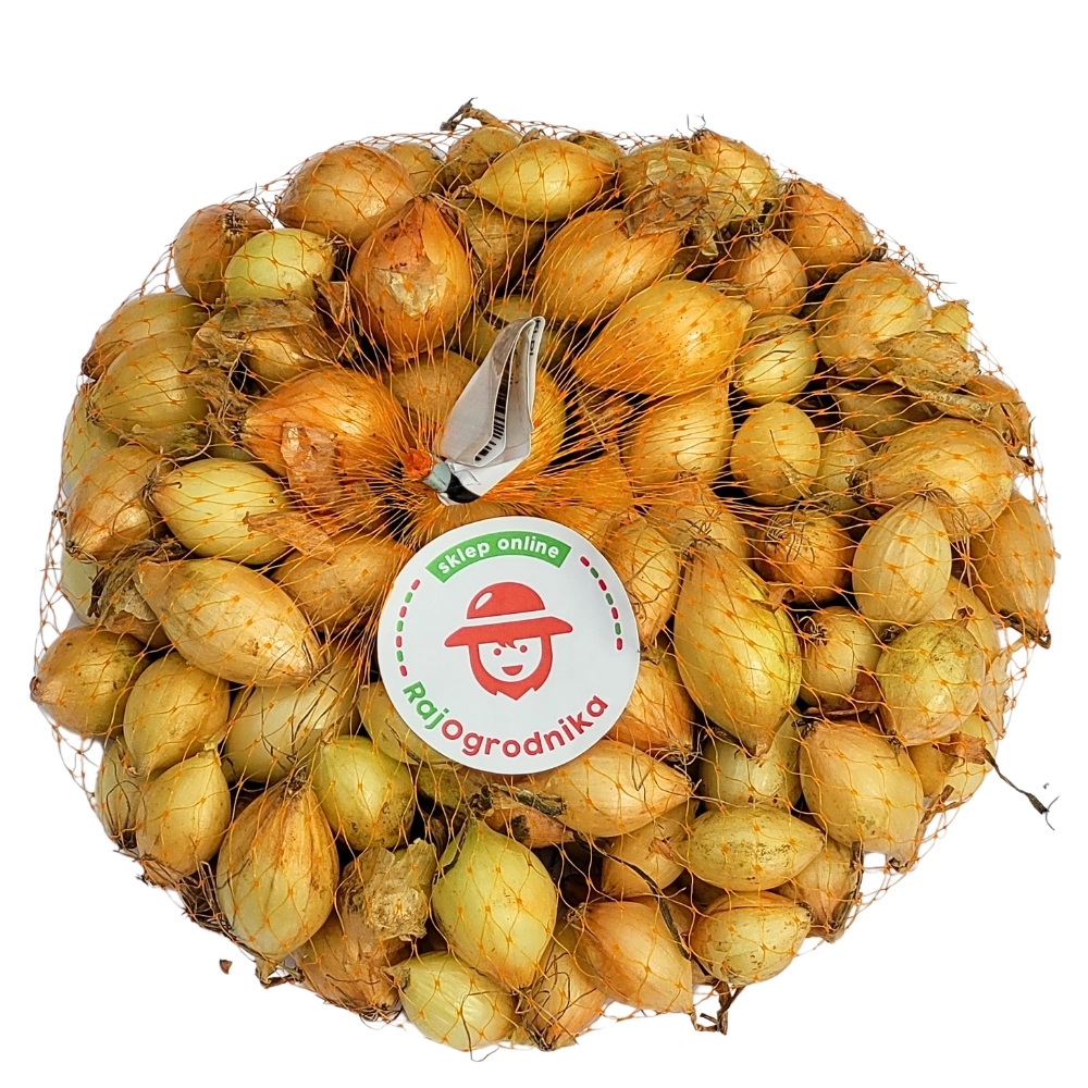 CEBULA DYMKA Żółta Wolska II do sadzenia WIOSNA szczypiorek 500g ...