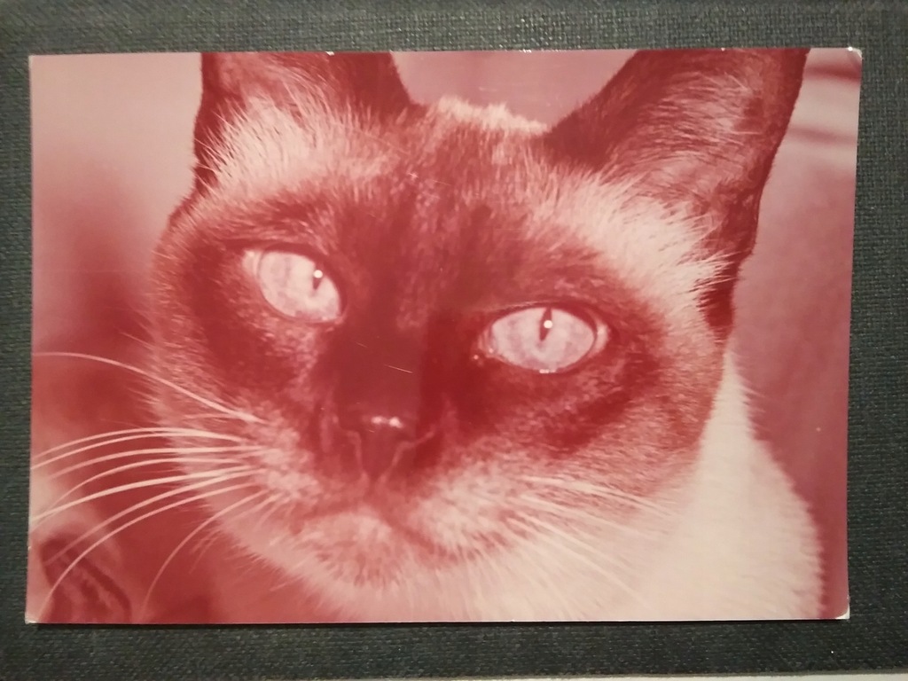 Zwierzęta koty kot rasowy RUCH 1972 duży format - 13093062048 ...