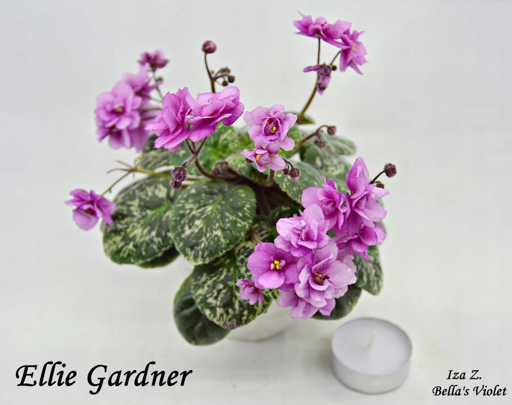 Fiołek afrykański Ellie Gardner trail sadzonka - 14464125609 ...