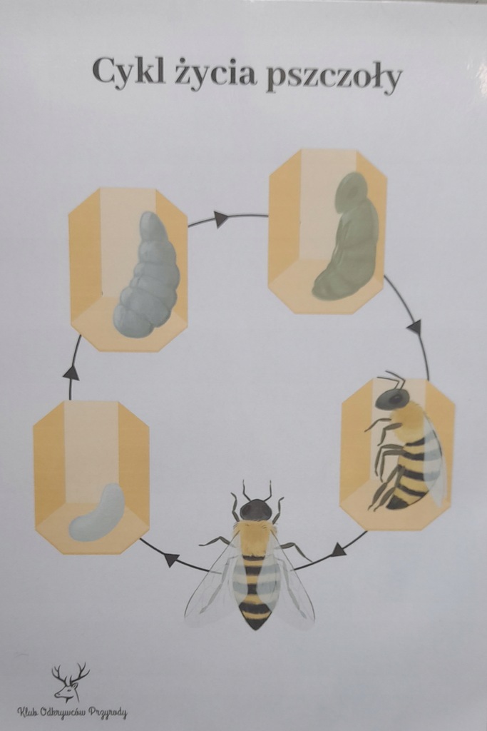 Cykl rozwoju pszczoły-karty pracy - 12510128729 - oficjalne archiwum ...