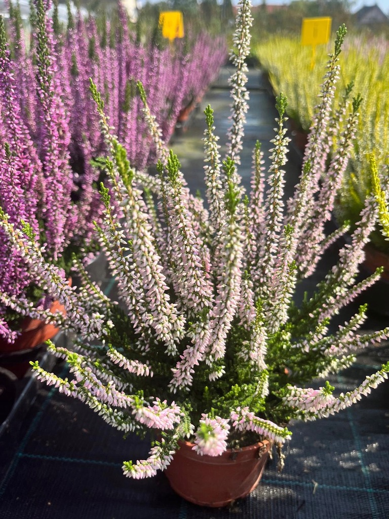 Wrzos pospolity Calluna vulgaris JASNO-RÓŻOWY- sadzonka - 16415948967 ...