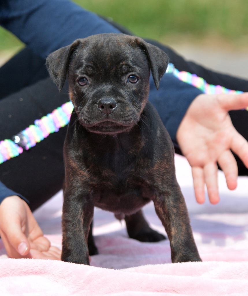 Staffordshire bull terrier, staffik, FCI/ZKWP - 8490441447 - oficjalne ...