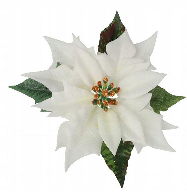 GWIAZDA BETLEJEMSKA BIAŁA KREMOWA DUŻA POINSECJA JAK ŻYWA STROIK ...